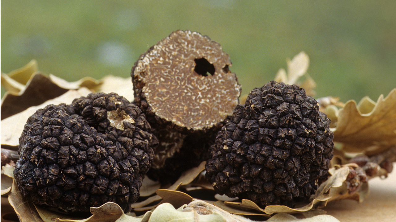 Italian Truffles: 5 Things To Know | hunting truffles, italian truffles ...